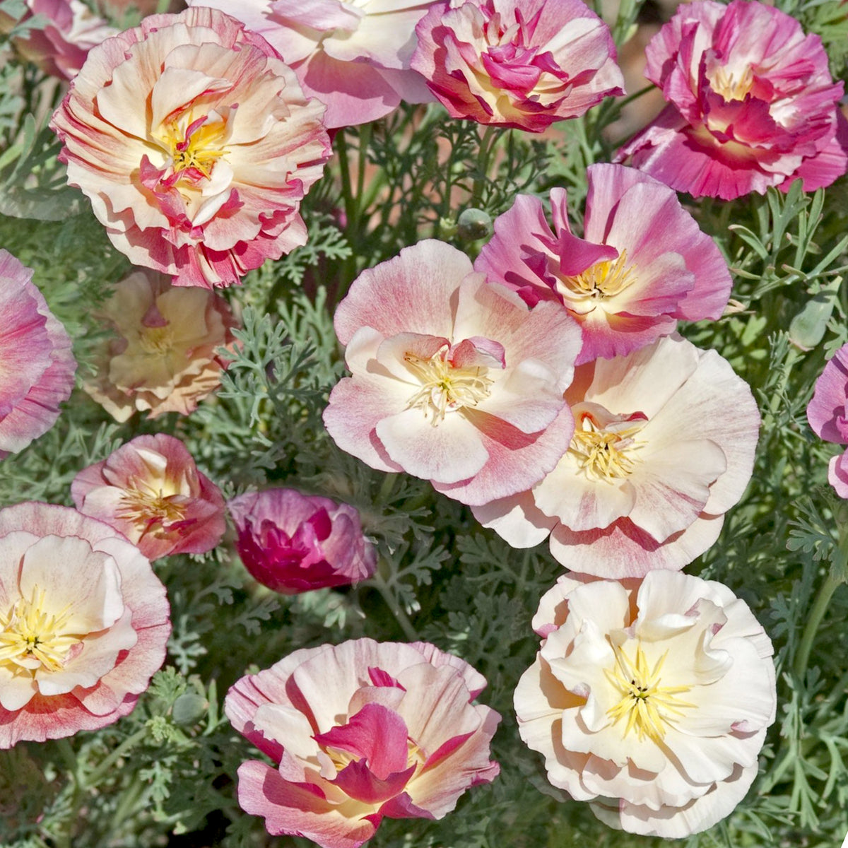 Elegantes Kalifornischer Mohn Aussaen Ebenbild
