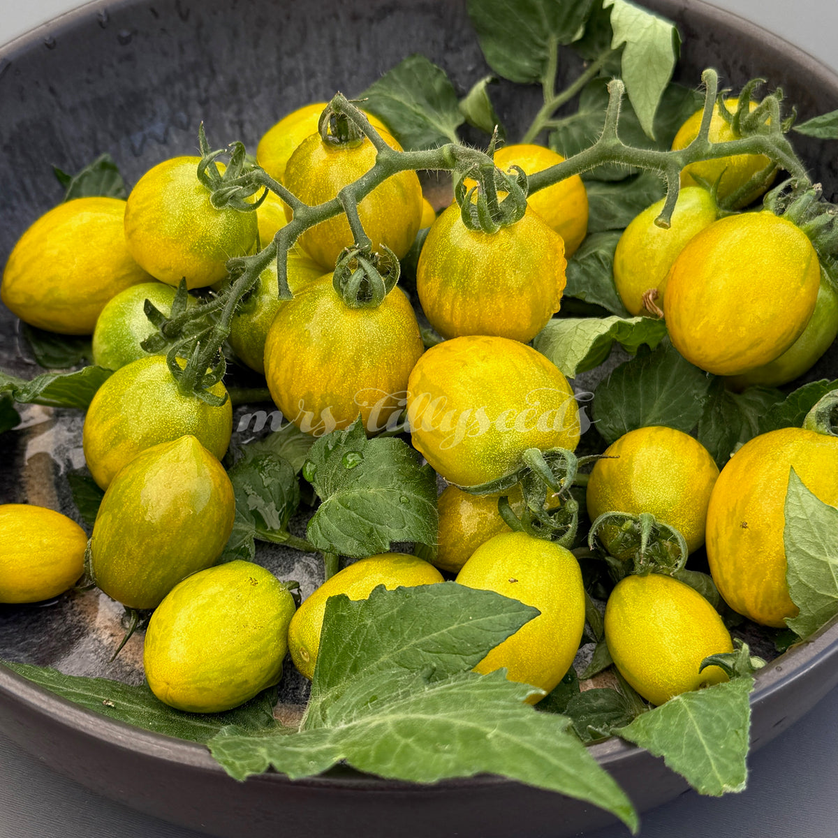 Micro Dwarf Beetle Tomatensamen | mrs.tillyseeds