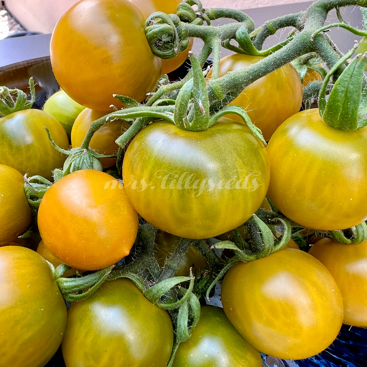 Micro Dwarf Tomate FAT FROG – mrs.tillyseeds