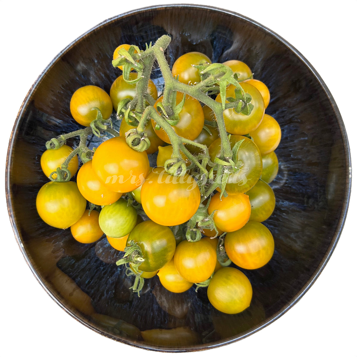 Micro Dwarf Tomate FAT FROG – mrs.tillyseeds