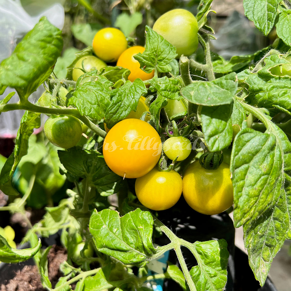 Micro Dwarf Tomate FAT FROG