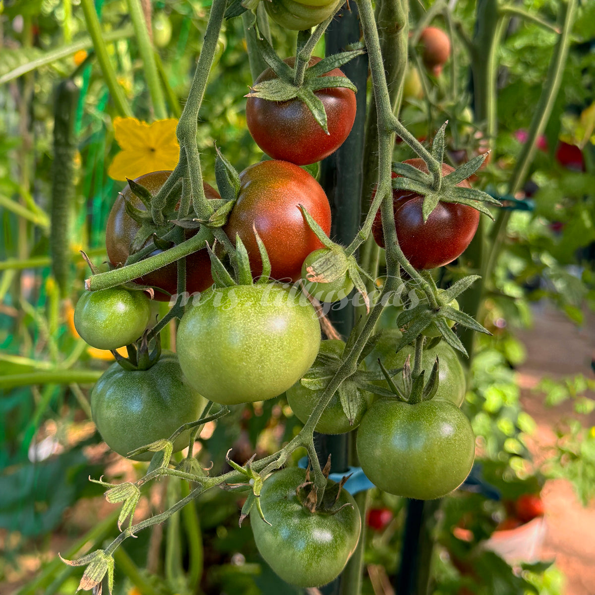 Tomate Karma Purple – schwarze Cocktailtomate | mrs.tillyseeds