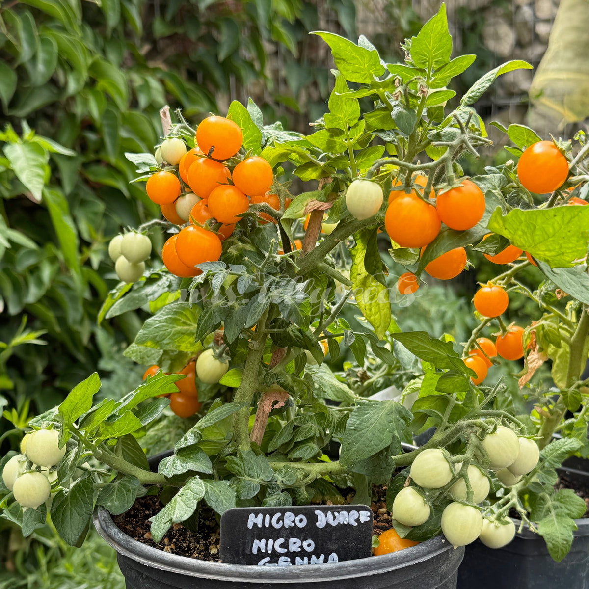 Micro Dwarf Micro Gemma – kompakte orange Zwergtomate | mrs.tillyseeds