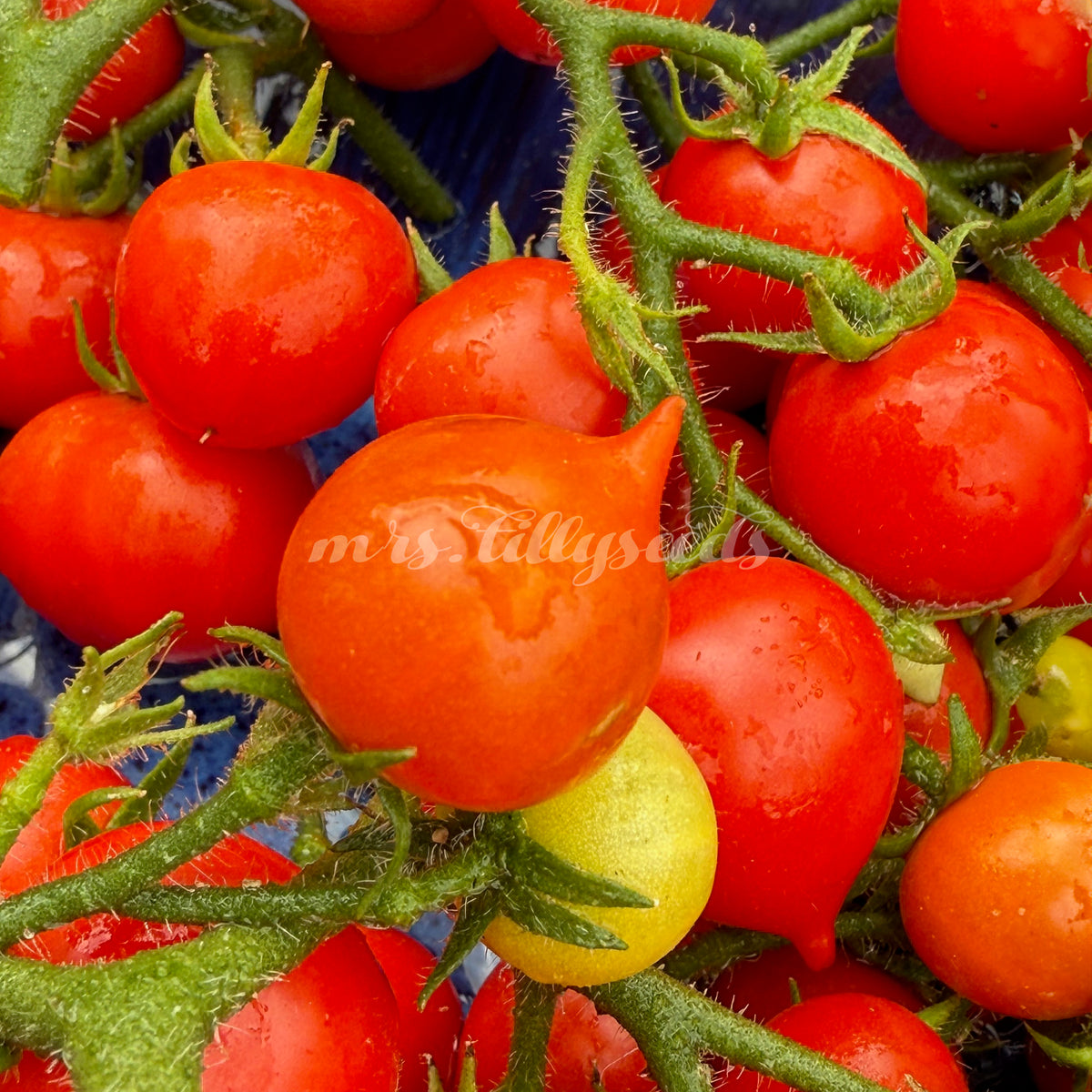 MICRO DWARF MICRO TOM | mrs.tillyseeds