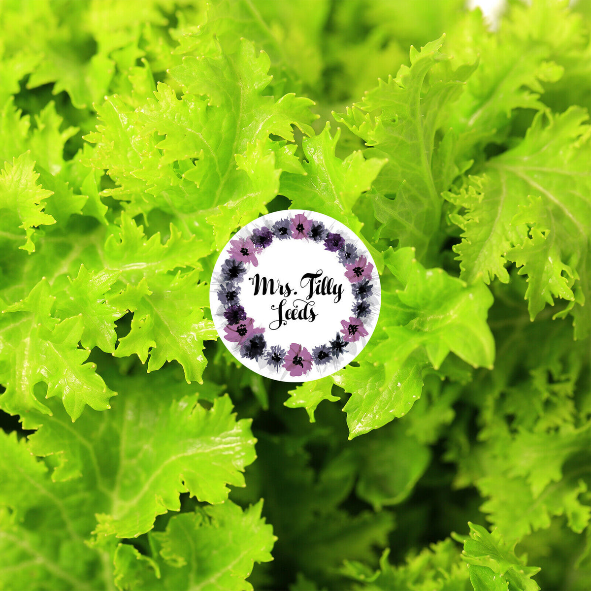 Salat WASABINO – mrs.tillyseeds