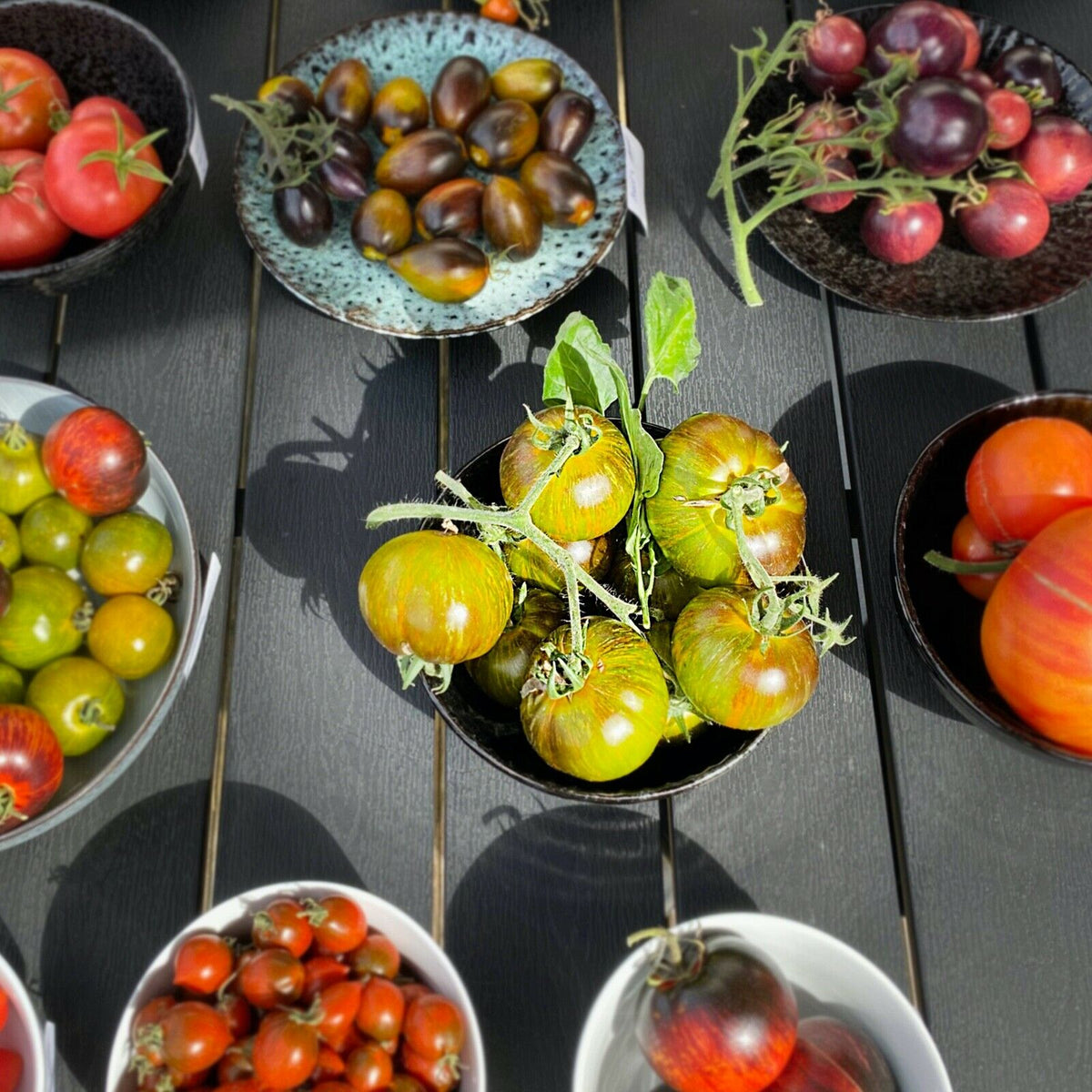 Blue Green Zebra – gestreifte Stabtomate mit Aroma | mrs.tillyseeds