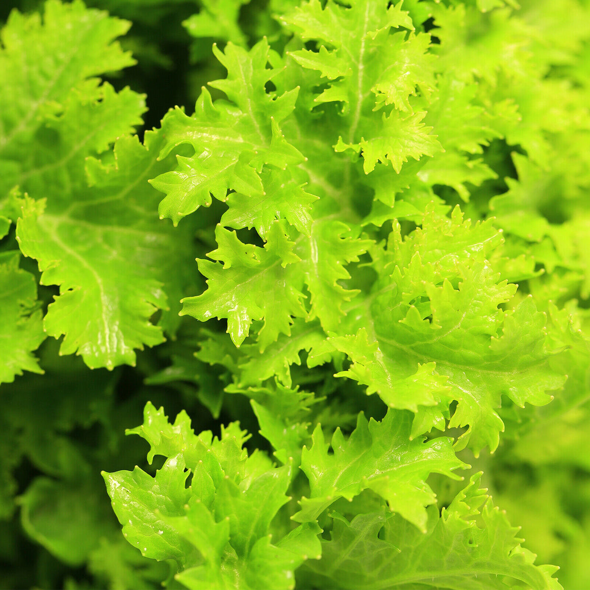 Salat WASABINO – mrs.tillyseeds