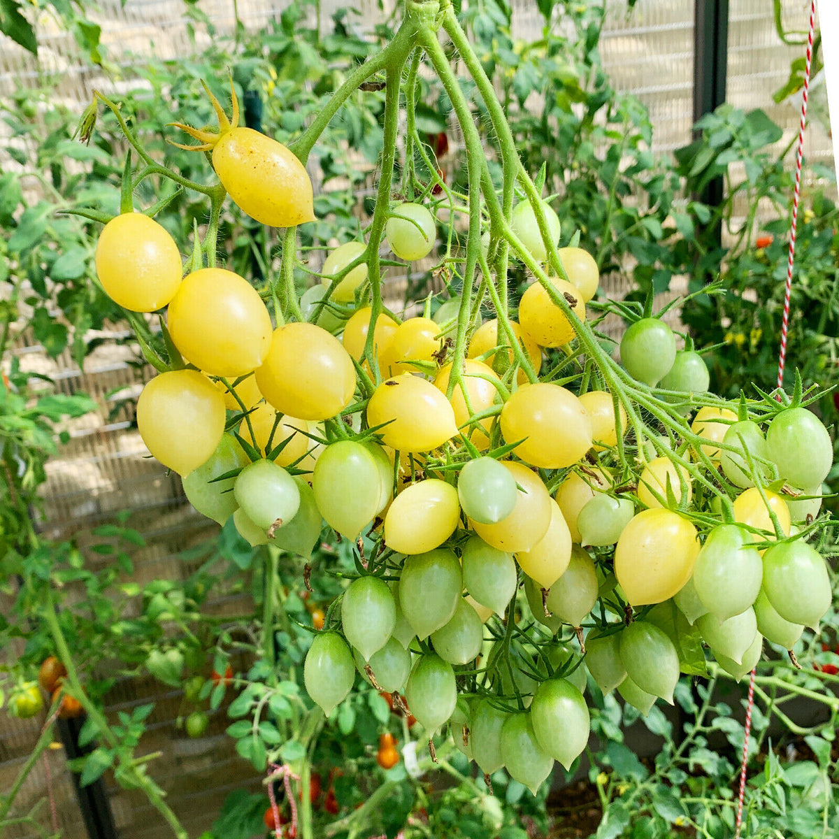 Cherrytomate BARRY`S CRAZY CHERRY