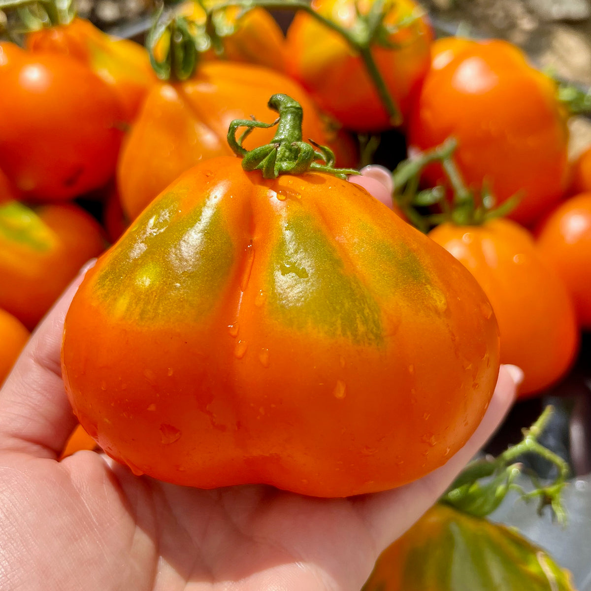 TOMATE ALADDIN'S LAMP