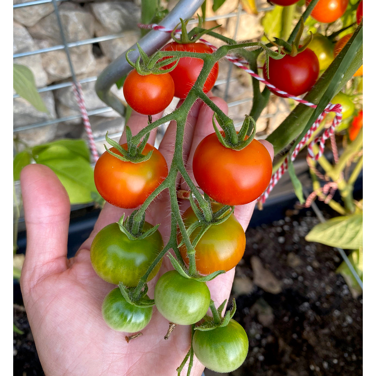 Cherrytomate MEXIKANISCHE HONIGTOMATE