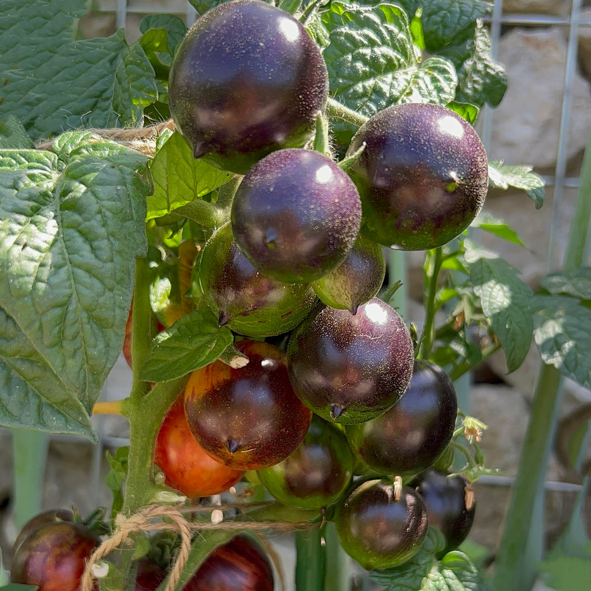 DWARF TOMATE SHADOW BOXING