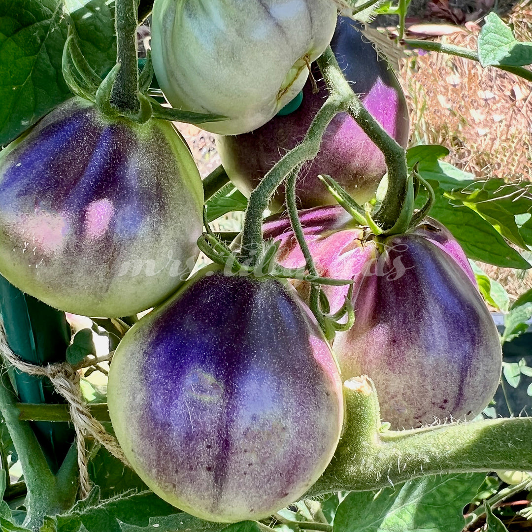 mrs.tillyseeds