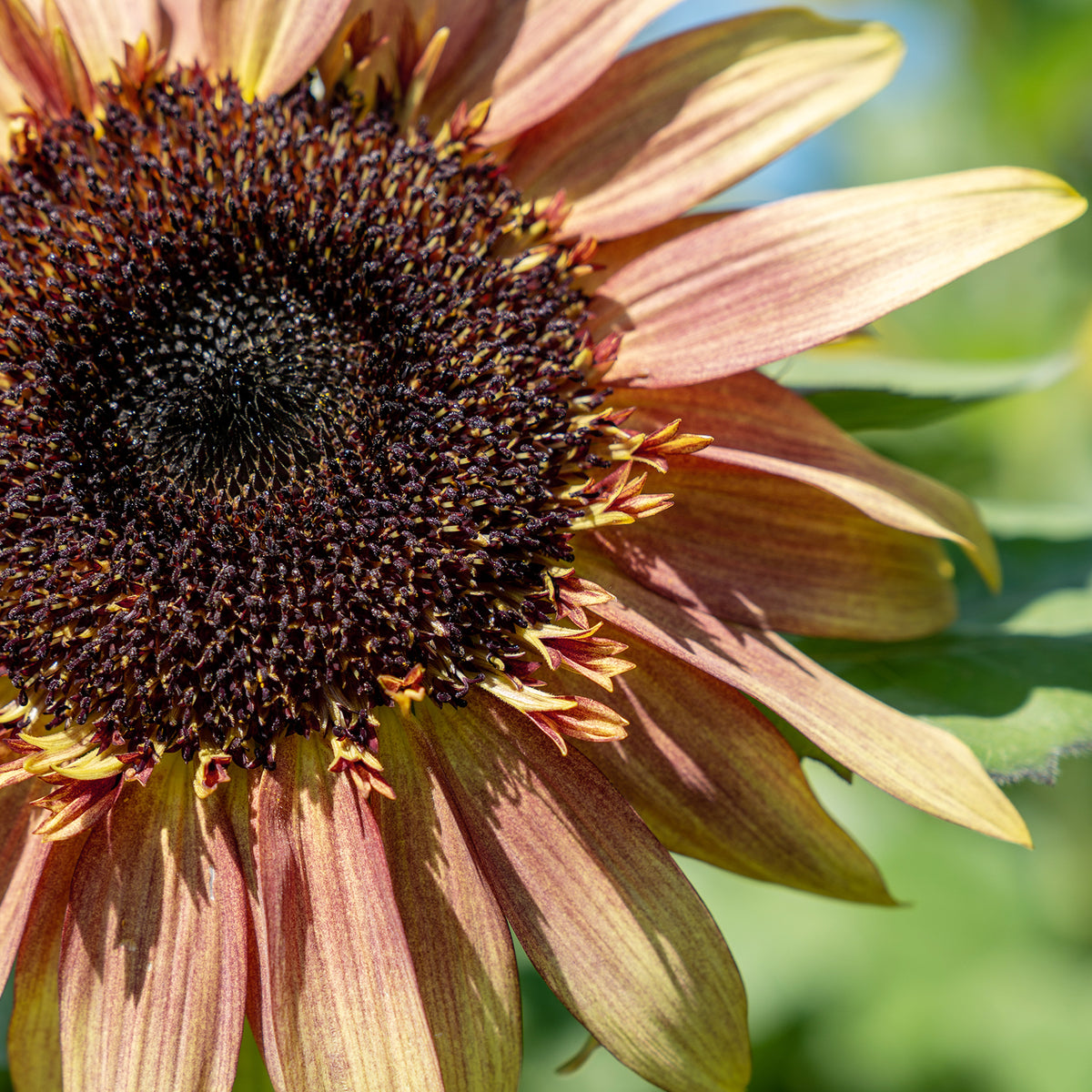 Sonnenblume Astra Rose – seltene rosafarbene Sorte | mrs.tillyseeds