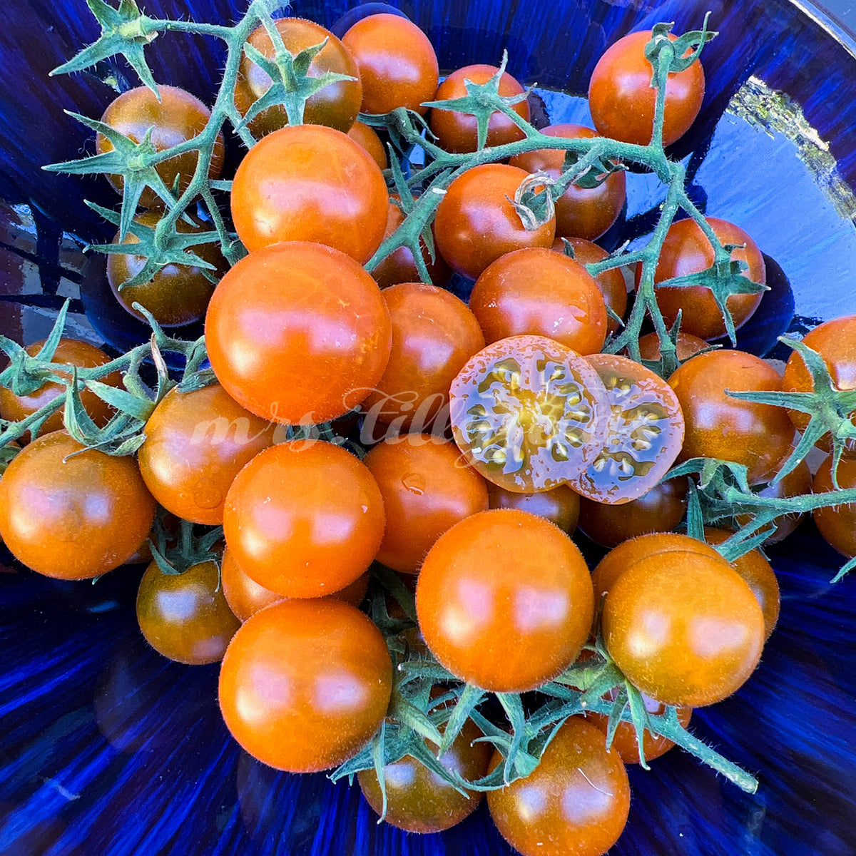 Cherry Dark Orange Muscat