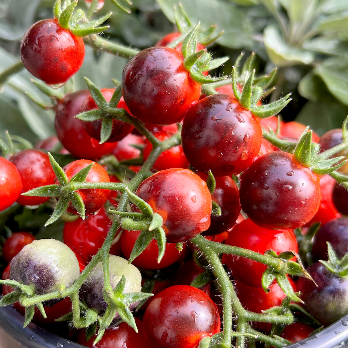 Cherry Blue Boar Berries – Anthocyane-Cherrytomate mit intensivem Aroma