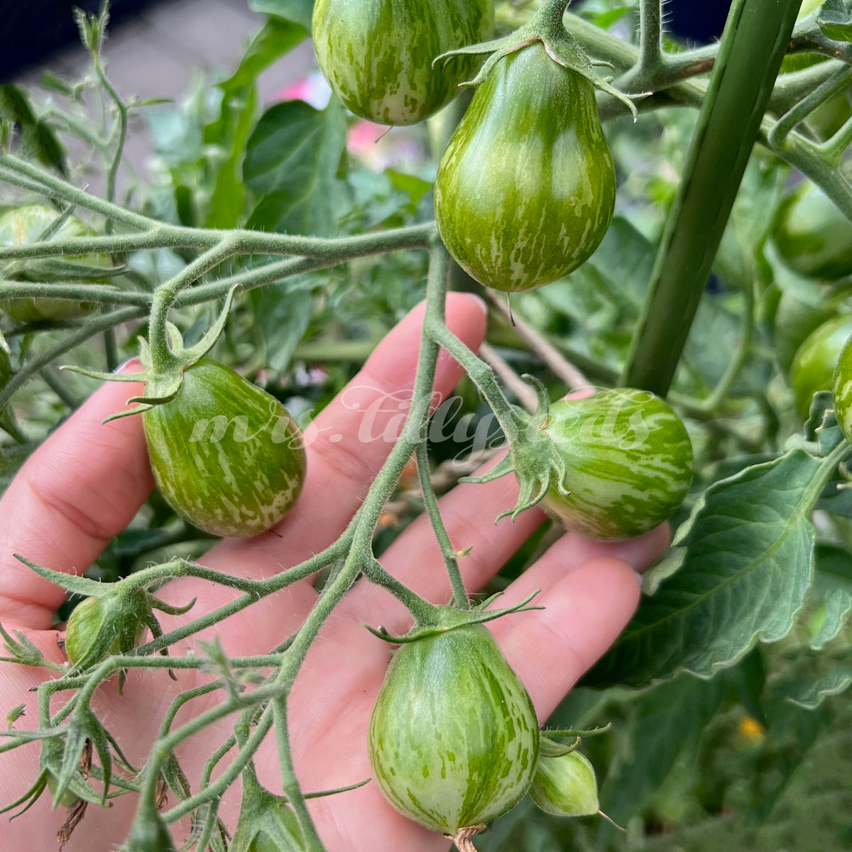 Cherrytomate Multiflora LUCFICHOISE – mrs.tillyseeds